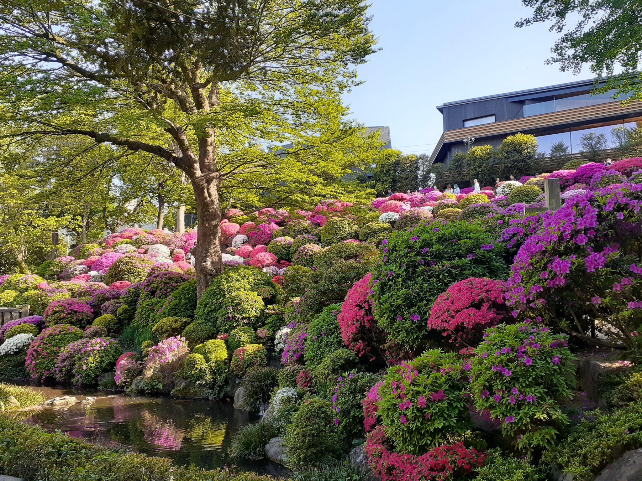 Japanese Wisteria and Azalea Festivals in Tokyo, Kameido Tenjin Shrine ...