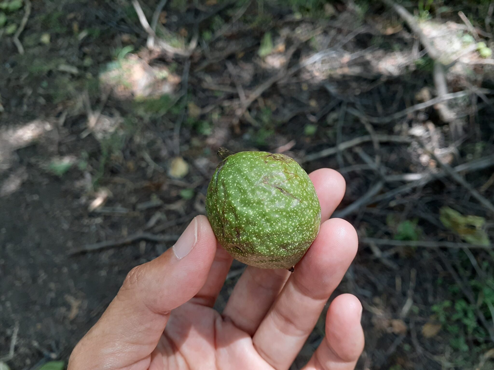 Hiking to the World’s Largest Walnut Forest: How to Get there from ...