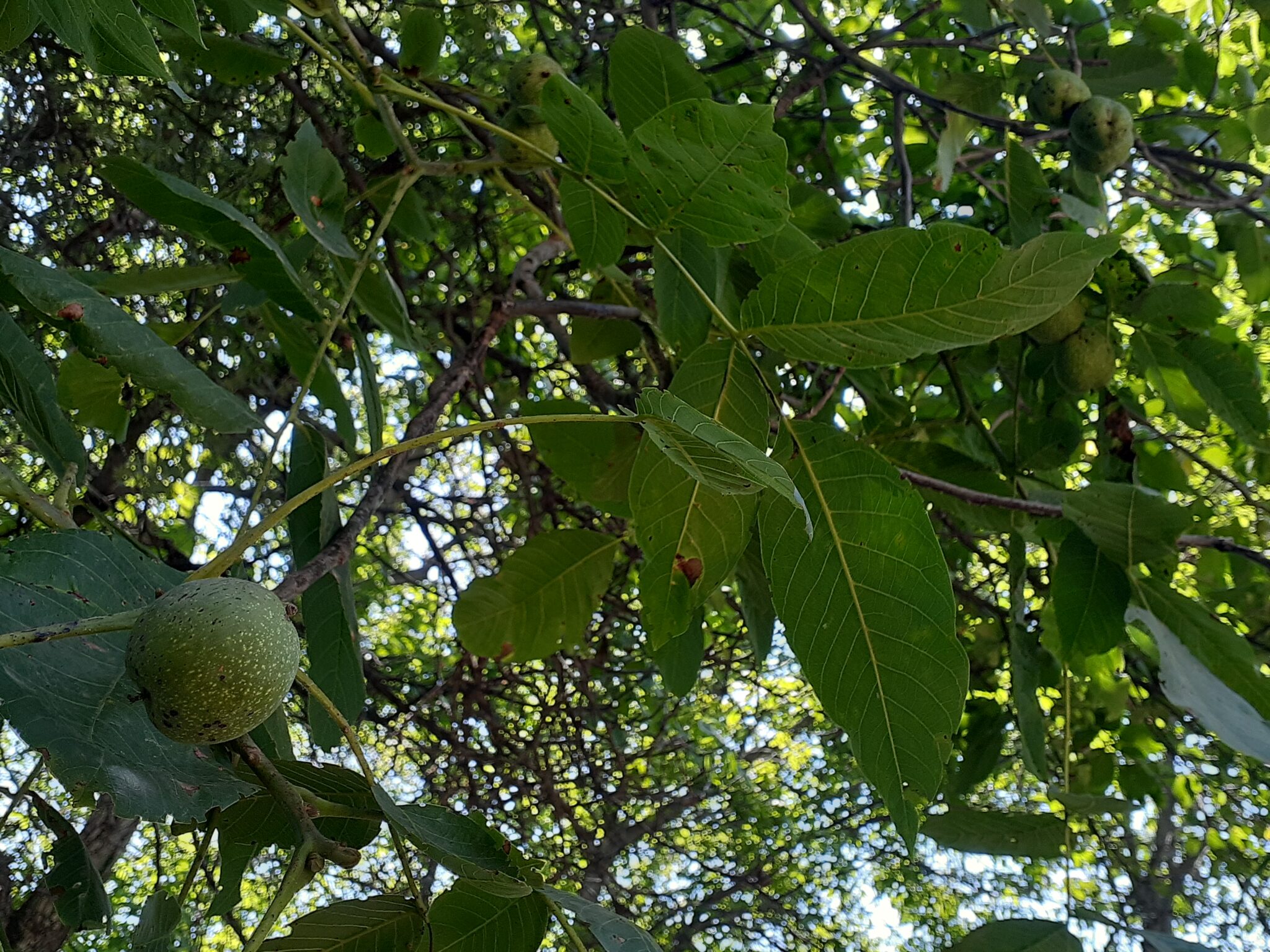 Hiking to the World’s Largest Walnut Forest: How to Get there from ...